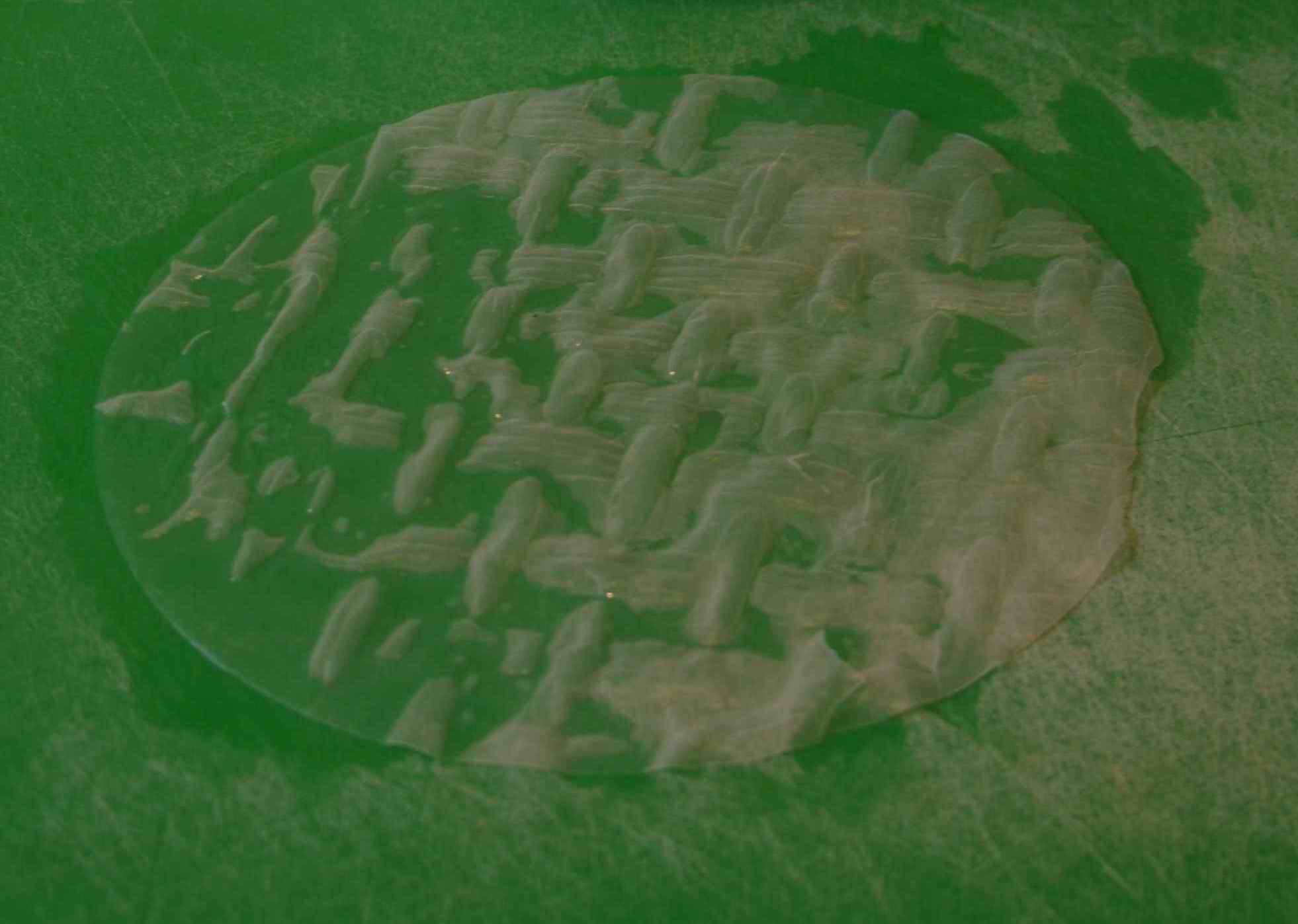 Baked Rice Paper Spring Rolls – Cooking for Oscar